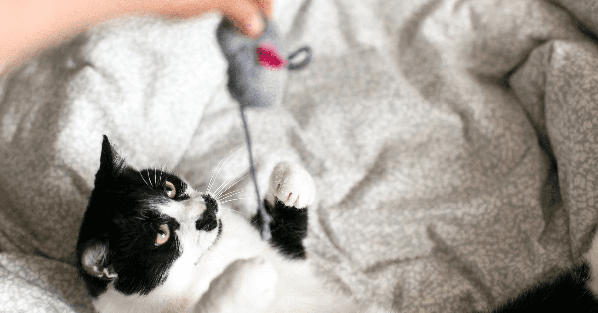 How to Play with your Cat - 5 Fun Activities!
